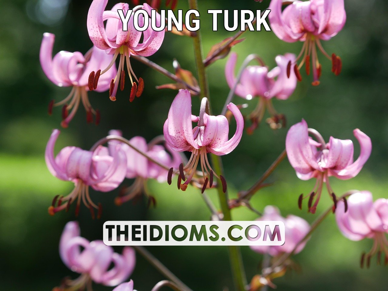 Young Turk meaning, origin, example, sentence, history