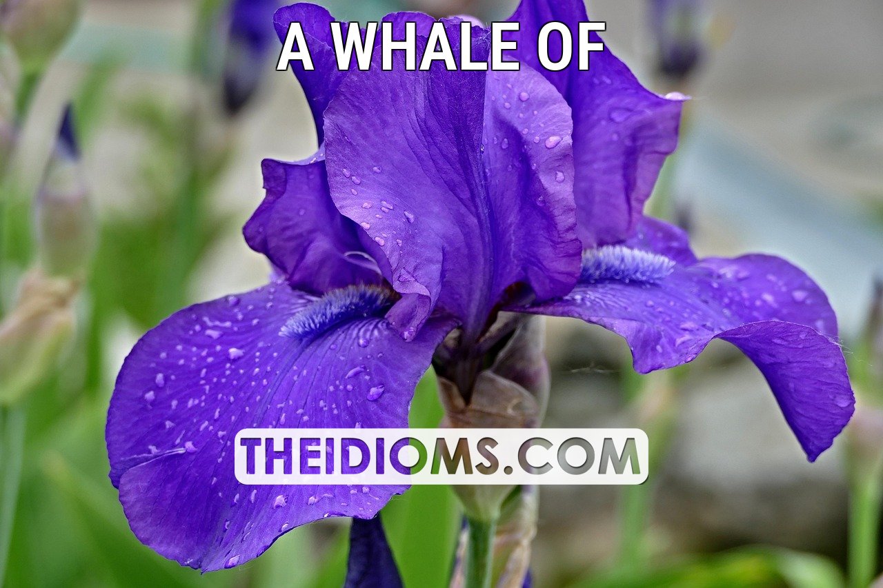 a whale of meaning, origin, example, sentence, history