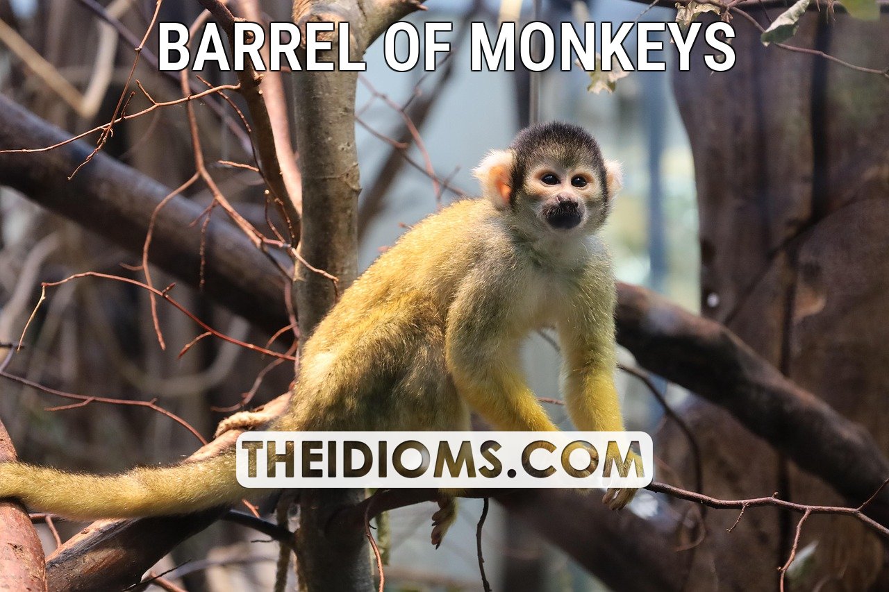 barrel of monkeys (May 27, 2024) Meaning, Origin, History, Facts ...