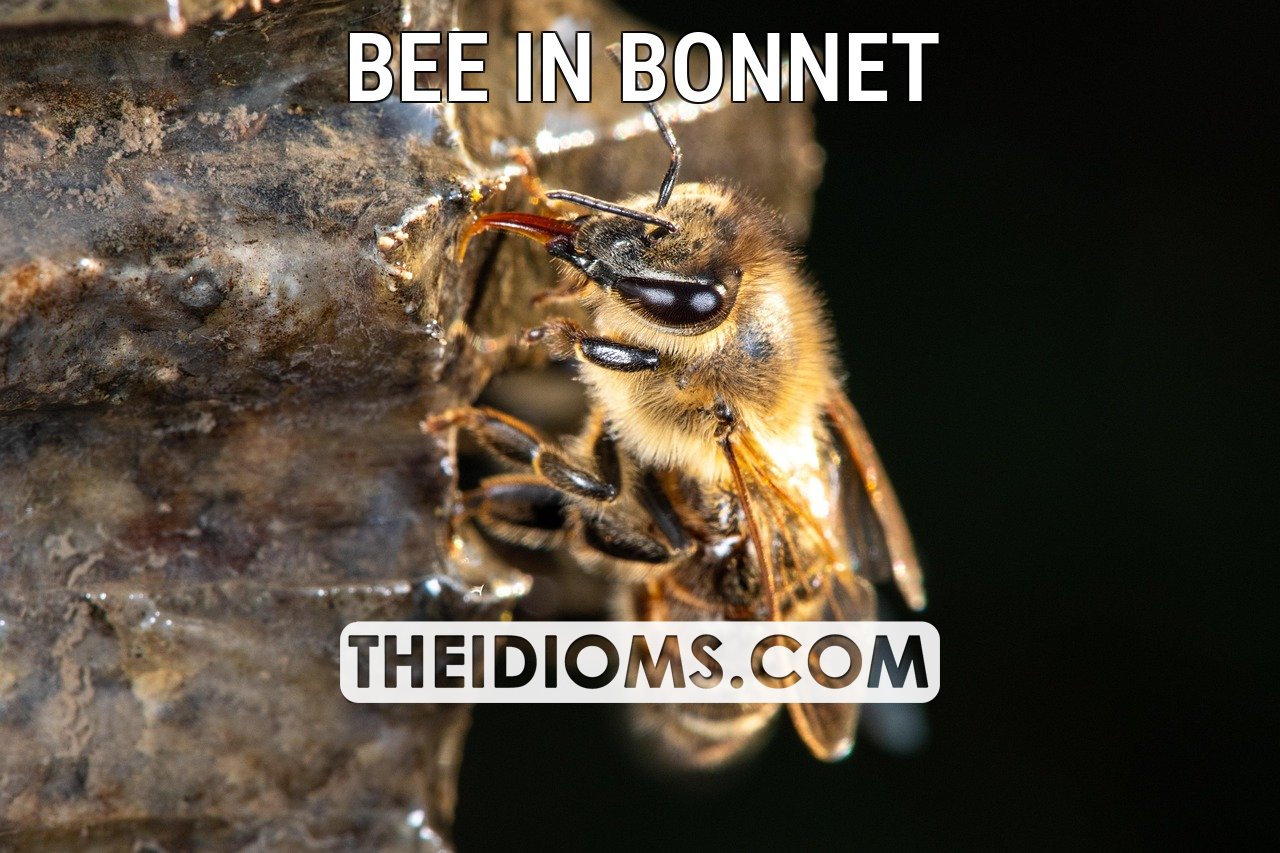 bee in bonnet meaning, origin, example, sentence, history
