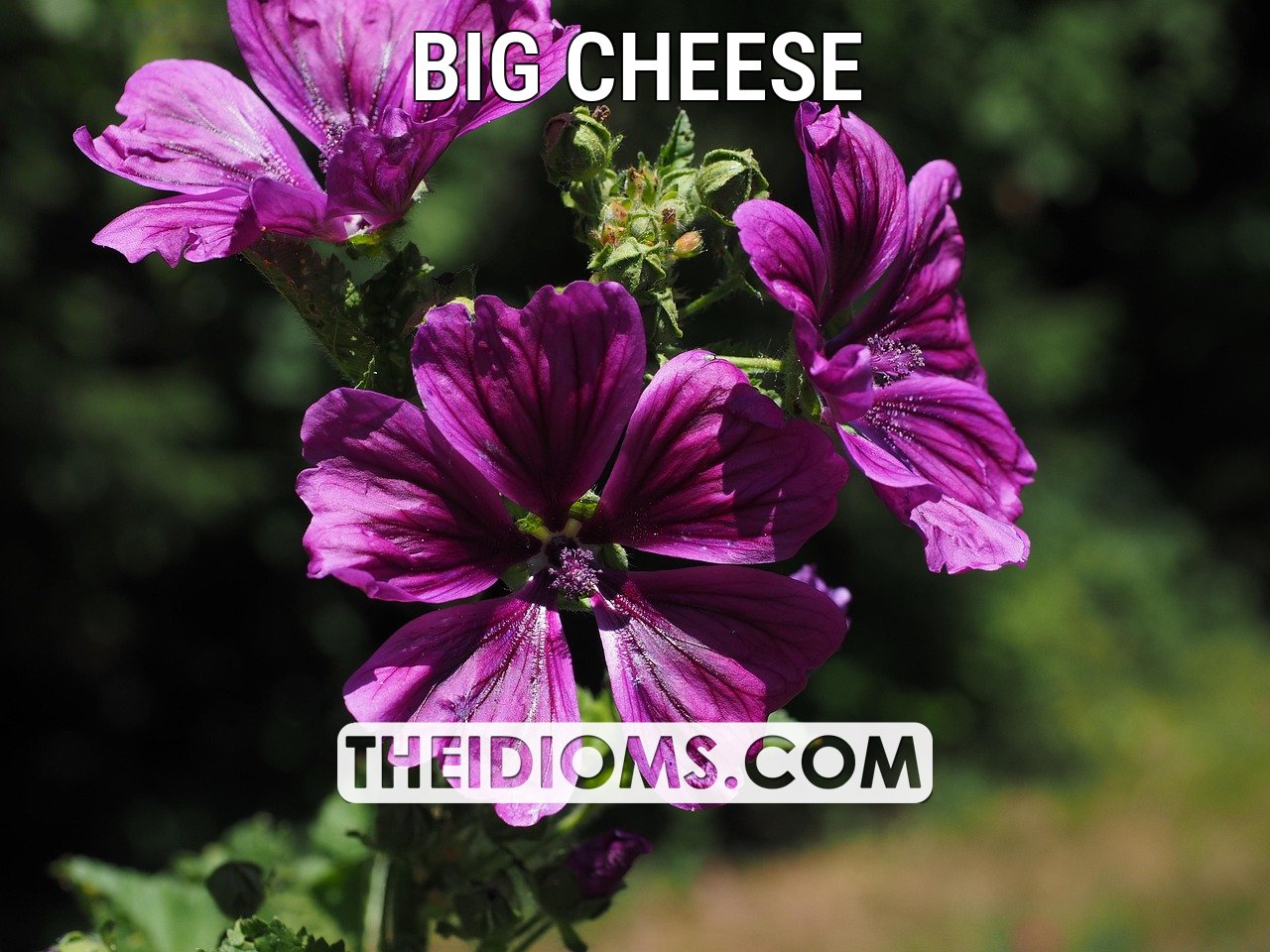 big cheese meaning, origin, example, sentence, history