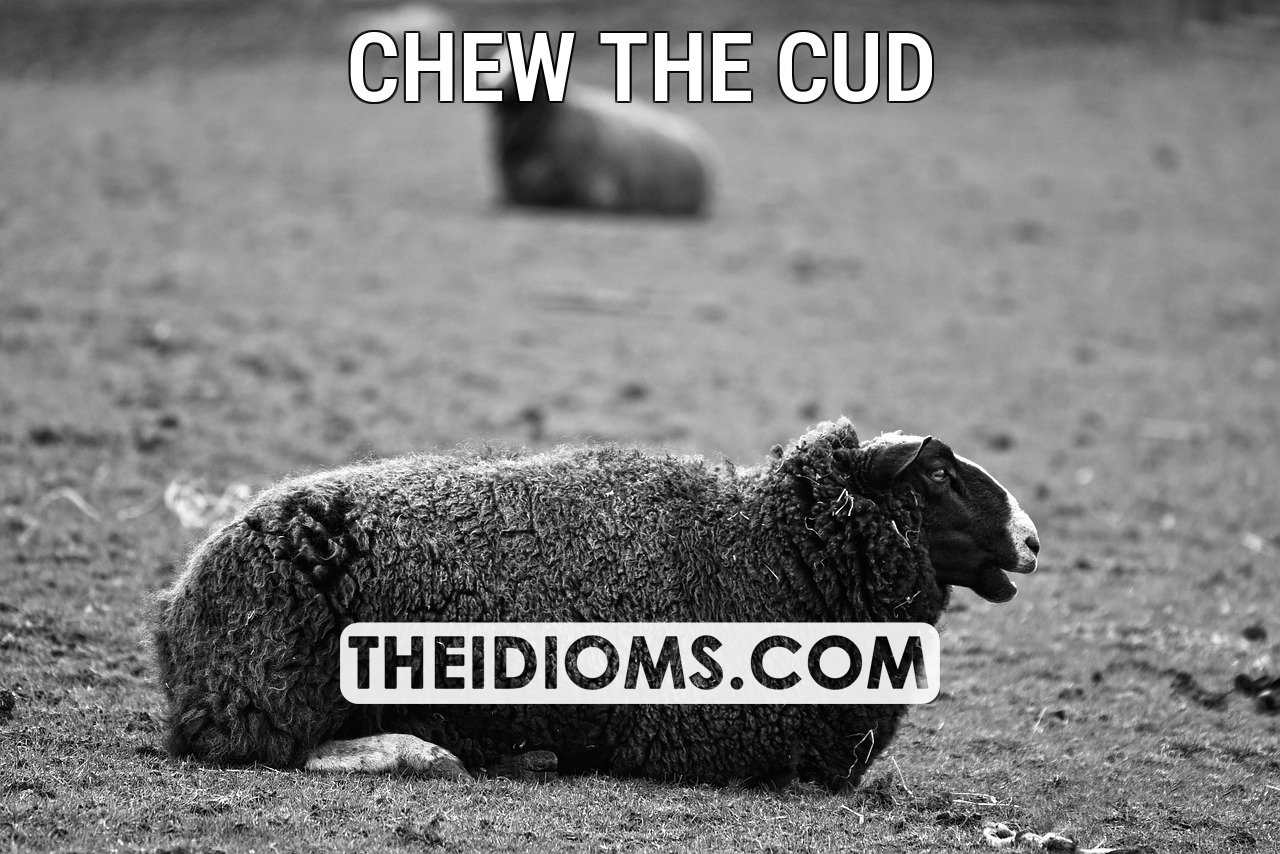 chew the cud meaning, origin, example, sentence, history
