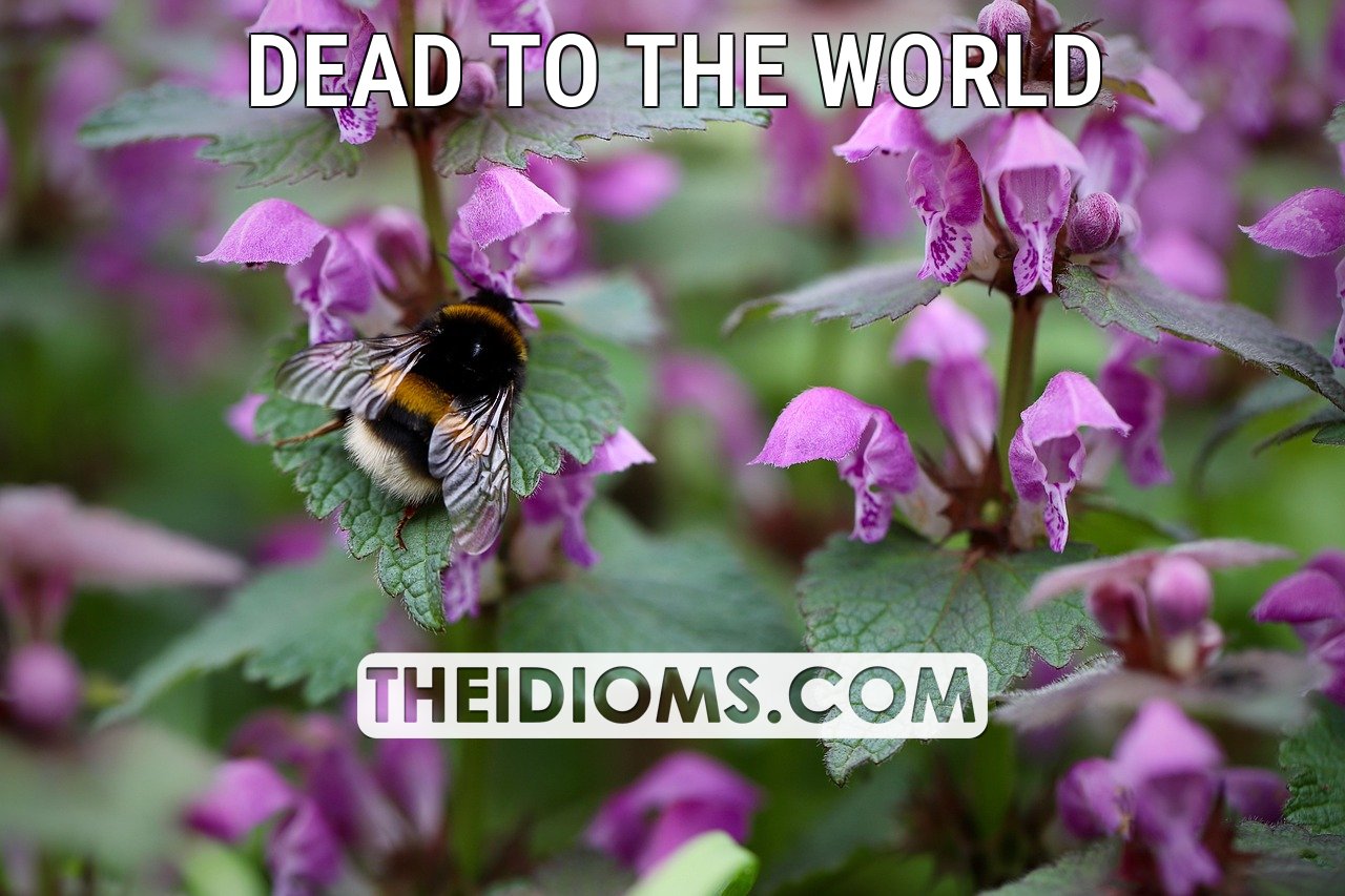 dead to the world meaning, origin, example, sentence, history