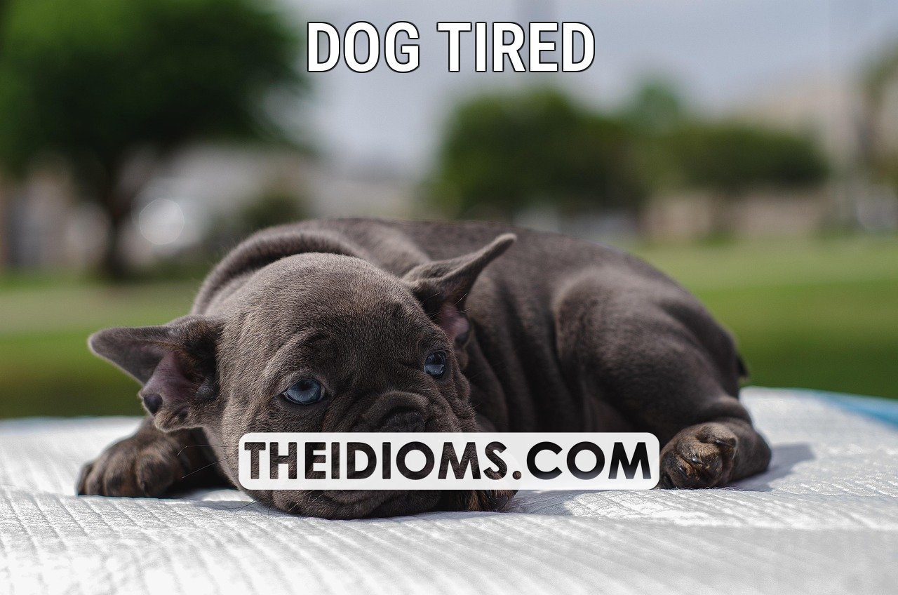 dog tired meaning, origin, example, sentence, history