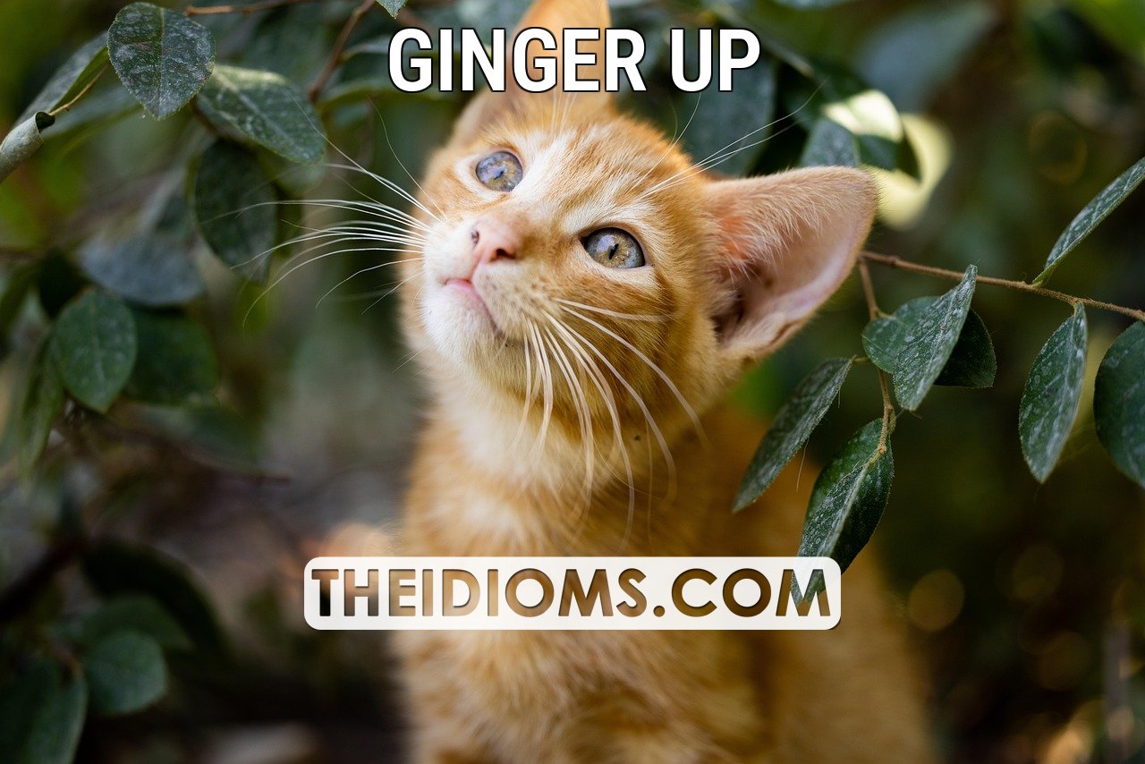 ginger up meaning, origin, example, sentence, history