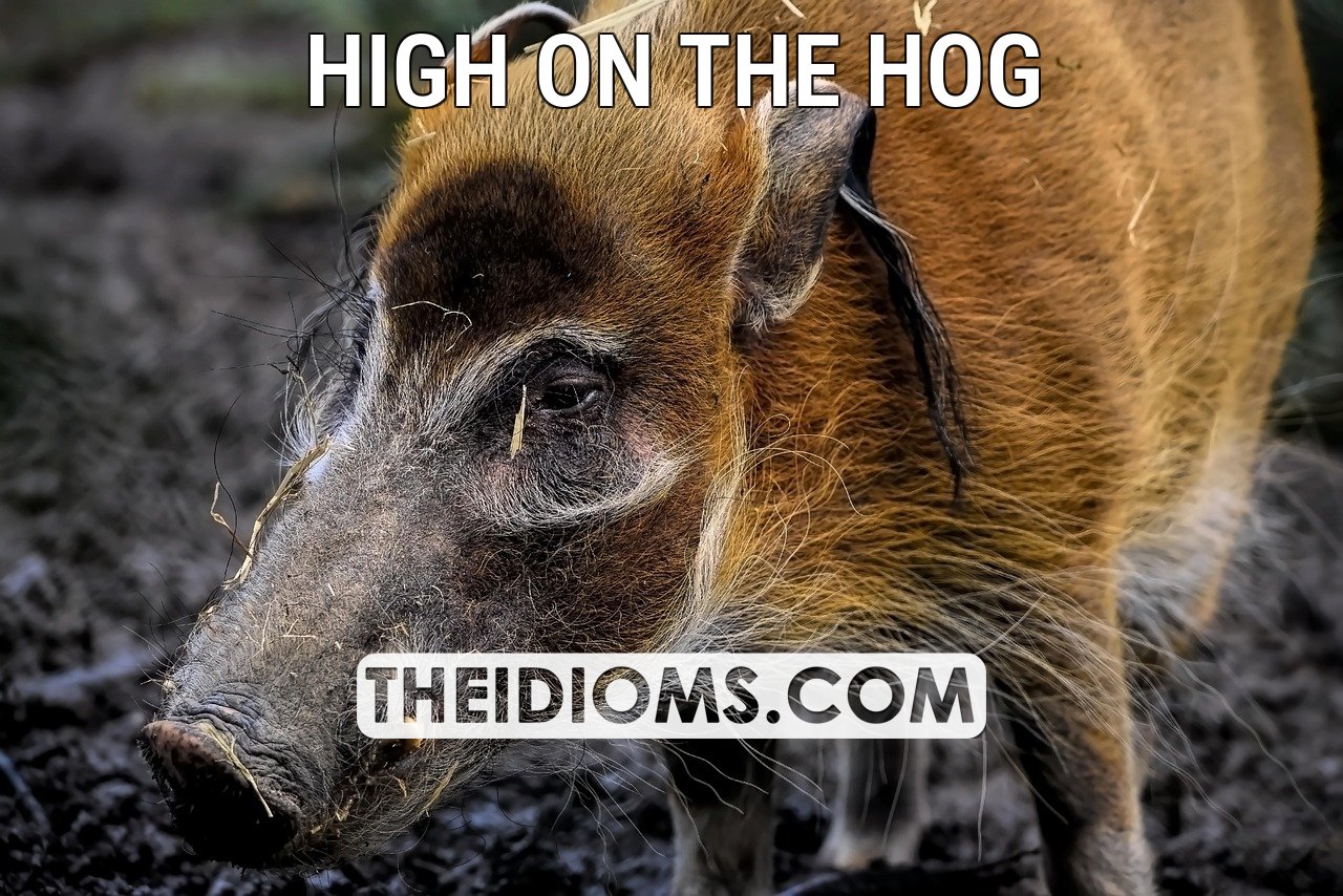 high on the hog meaning, origin, example, sentence, history