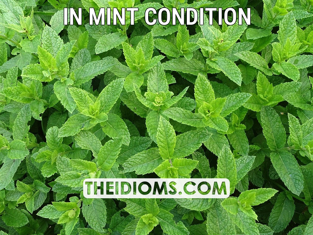 in mint condition meaning, origin, example, sentence, history