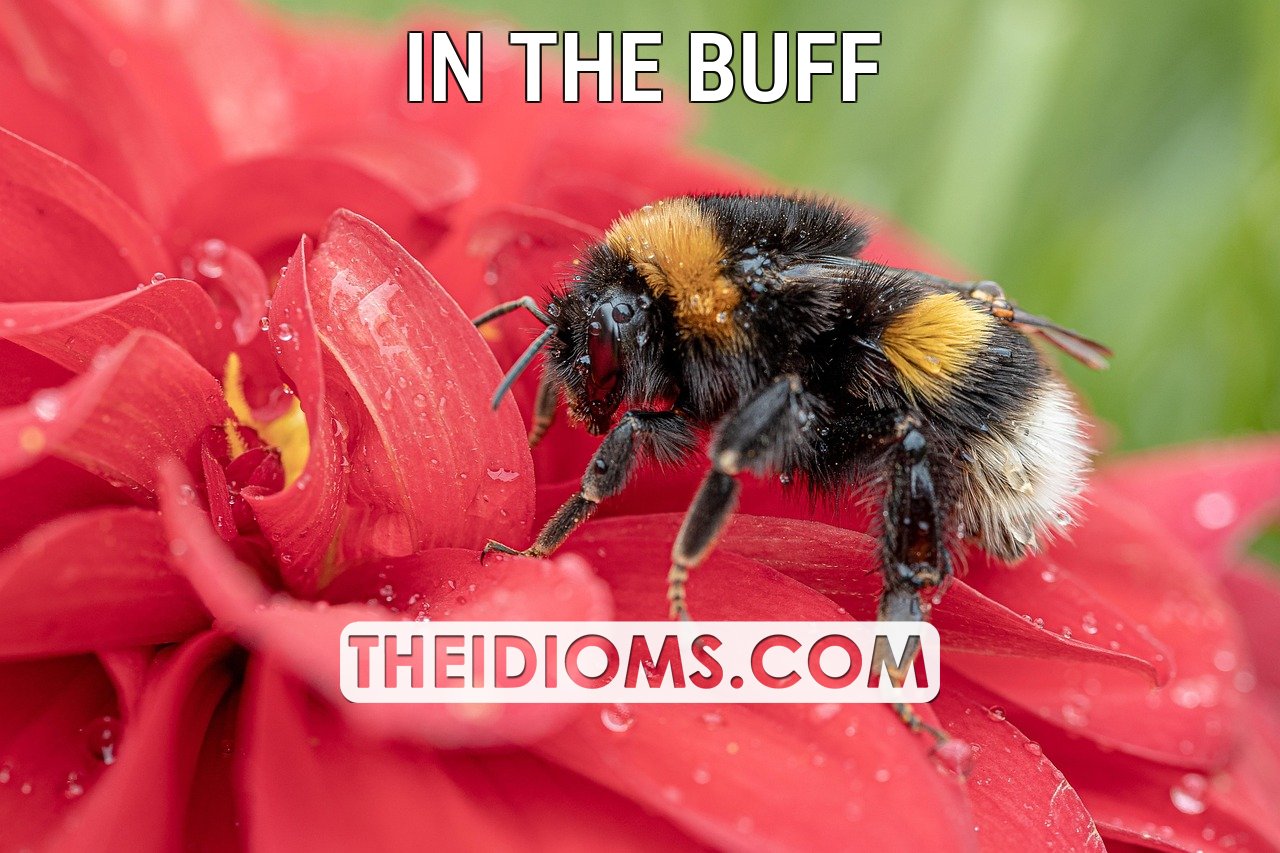 in the buff meaning, origin, example, sentence, history