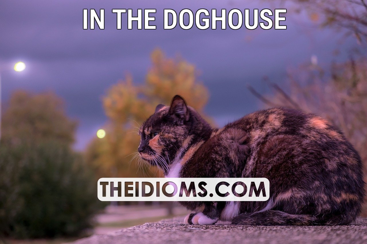 in the doghouse meaning, origin, example, sentence, etymology