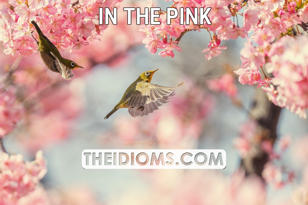 in the pink meaning, origin, example, sentence, history