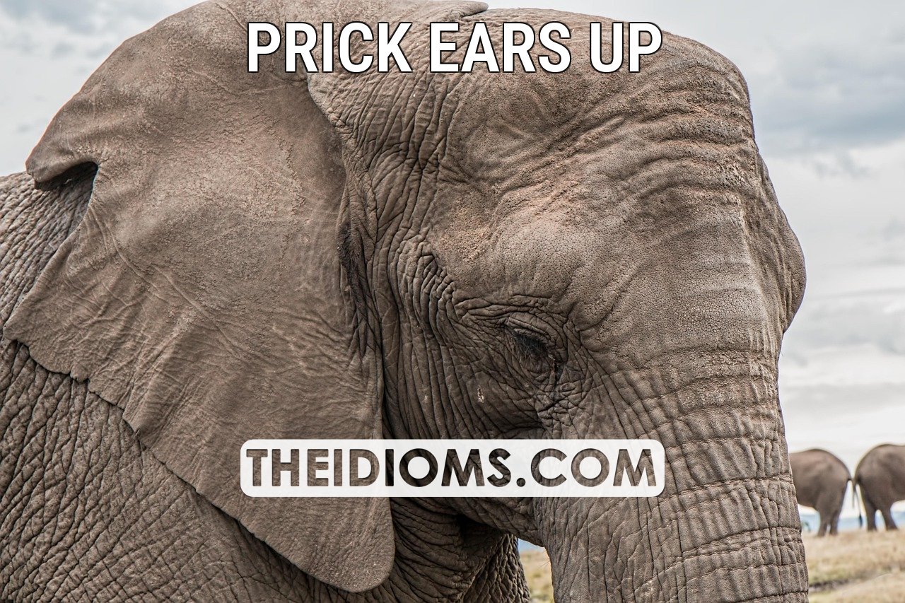 prick ears up meaning, origin, example, sentence, history