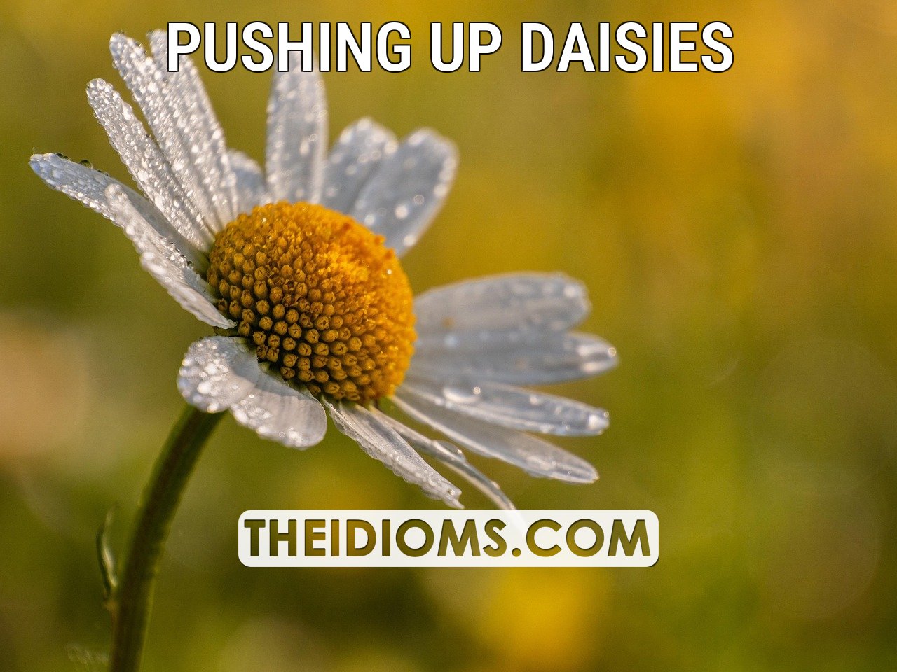 pushing up daisies meaning, origin, example, sentence, history