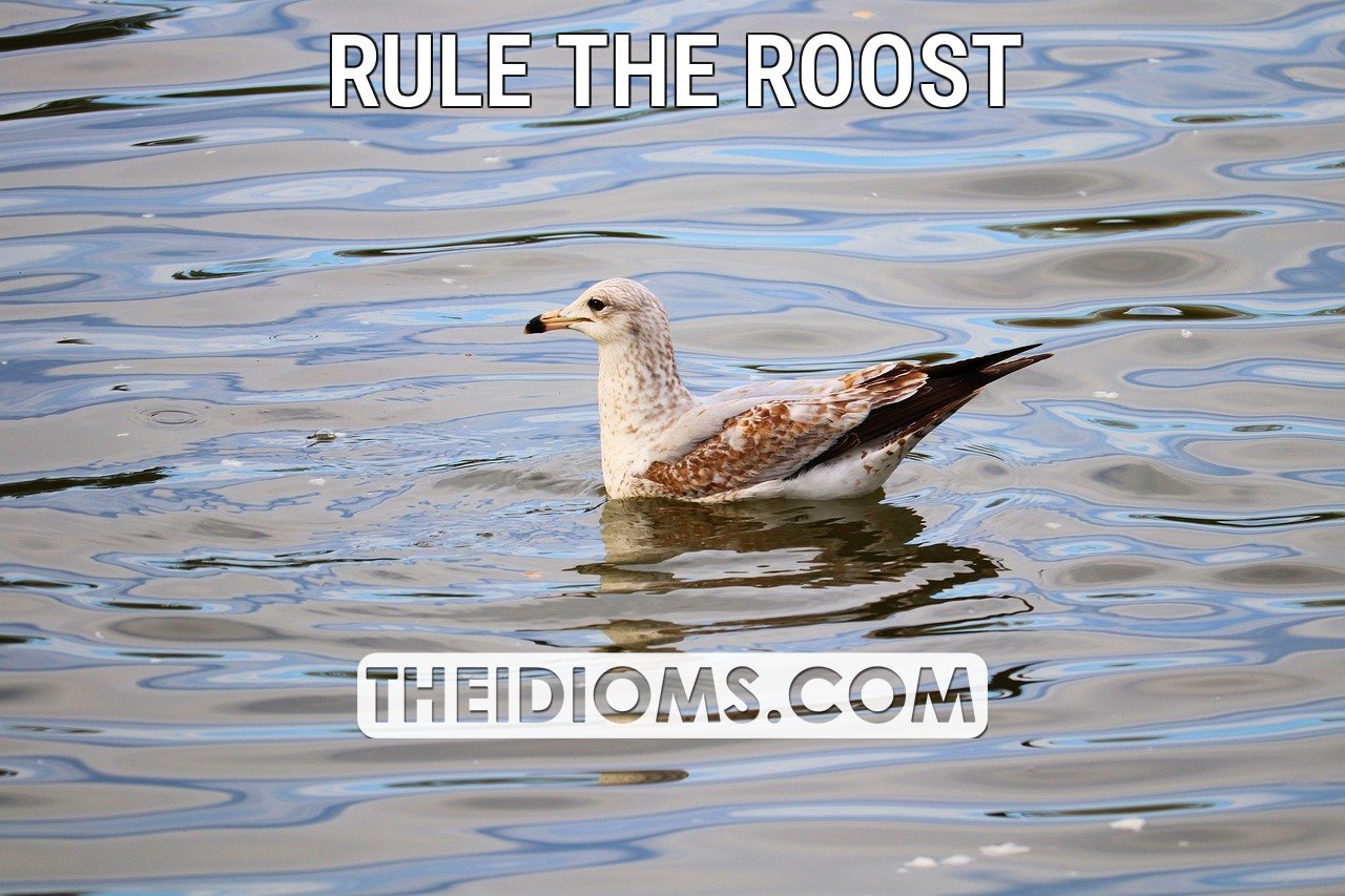 rule the roost meaning, origin, example, sentence, history