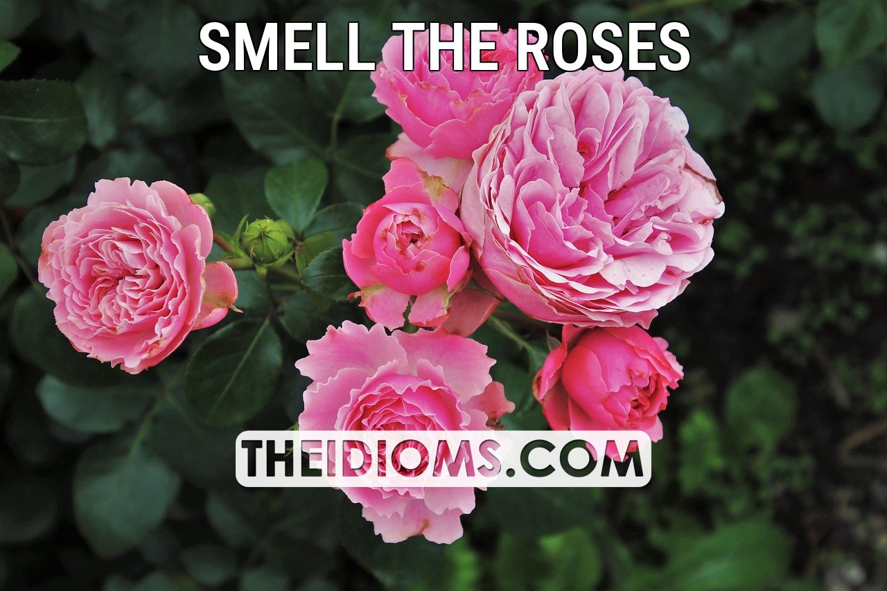 smell the roses meaning, origin, example, sentence, history